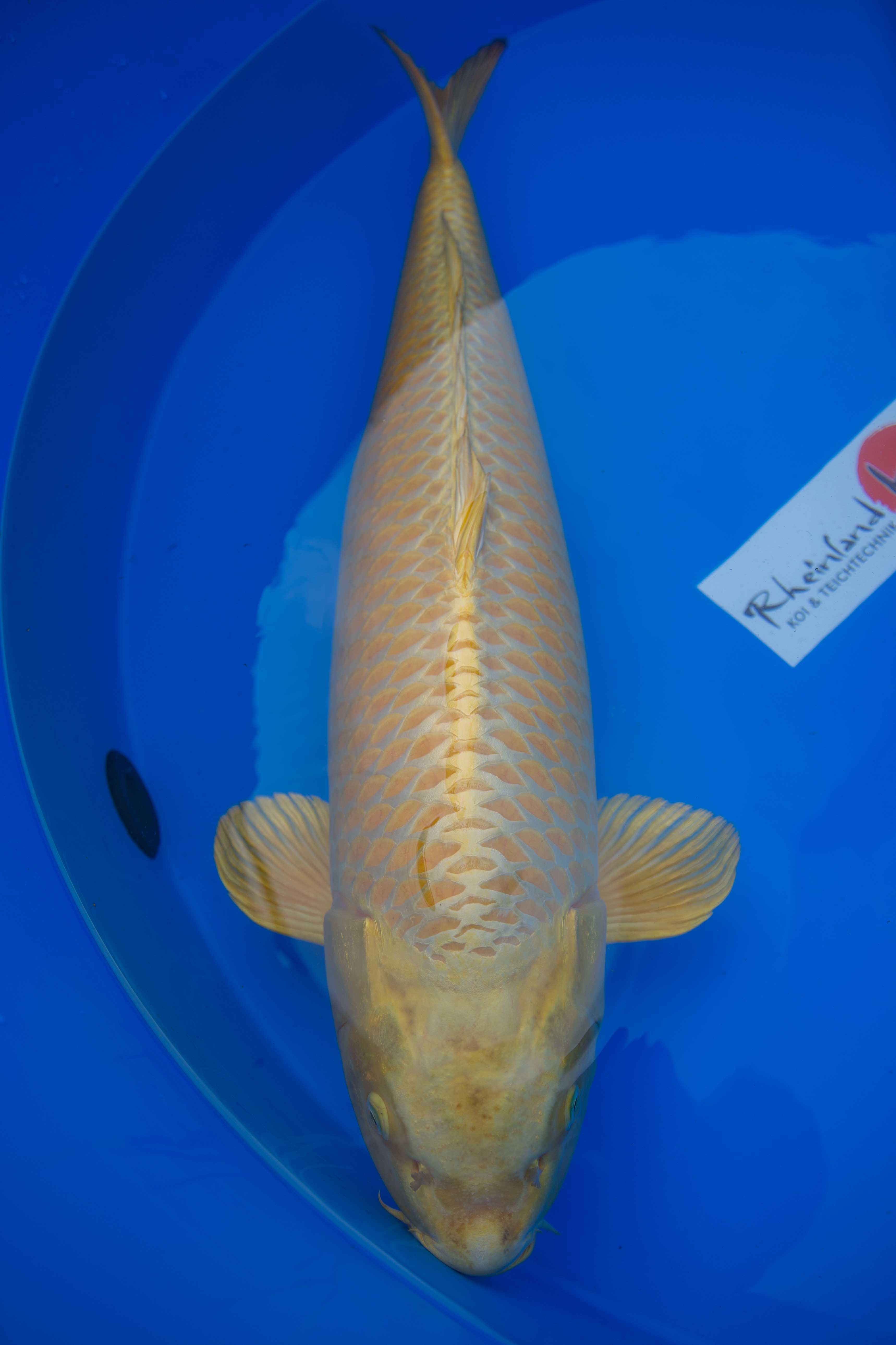 Koi 76cm bis 100cm | Rheinland Koi