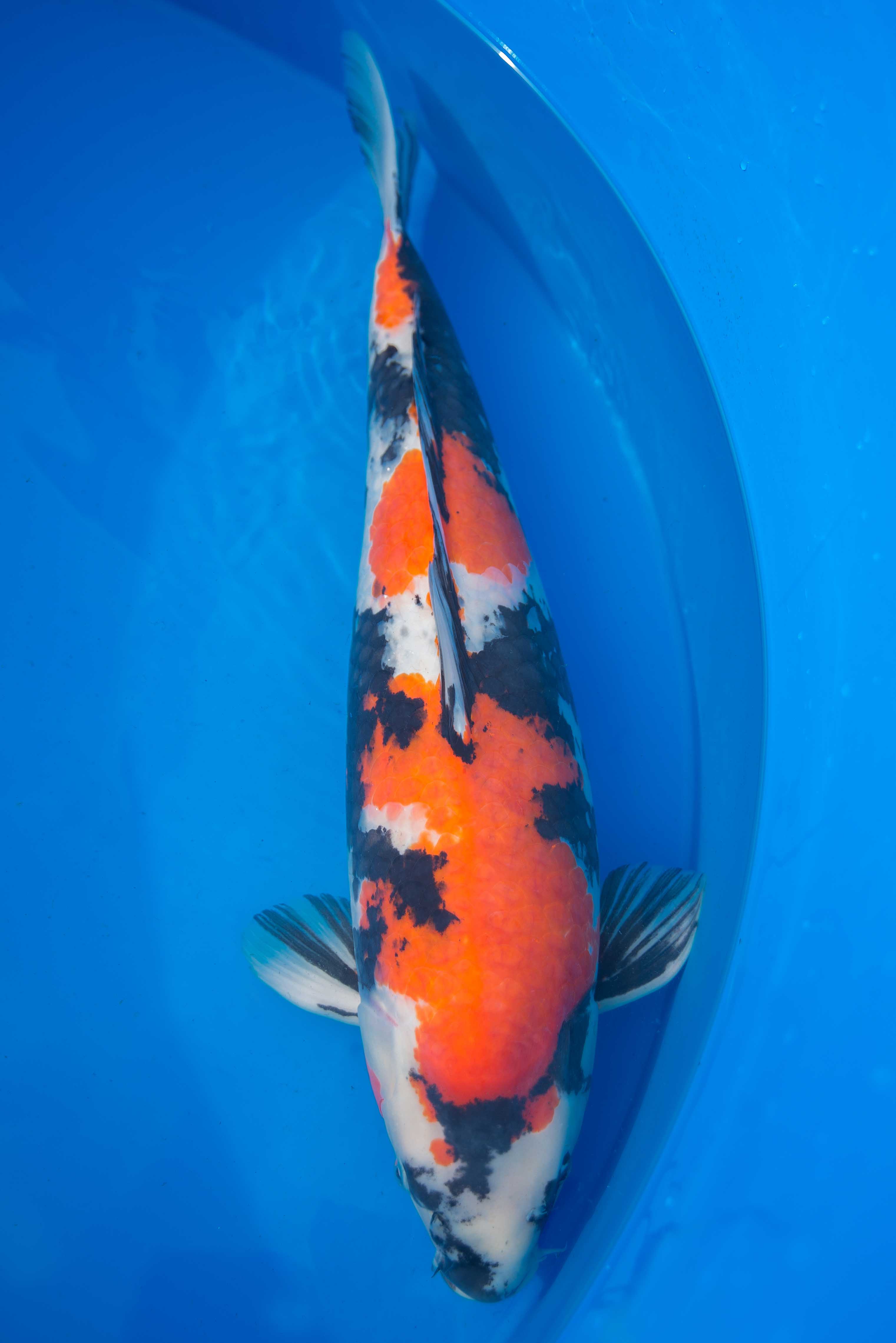 Koi 76cm bis 100cm | Rheinland Koi