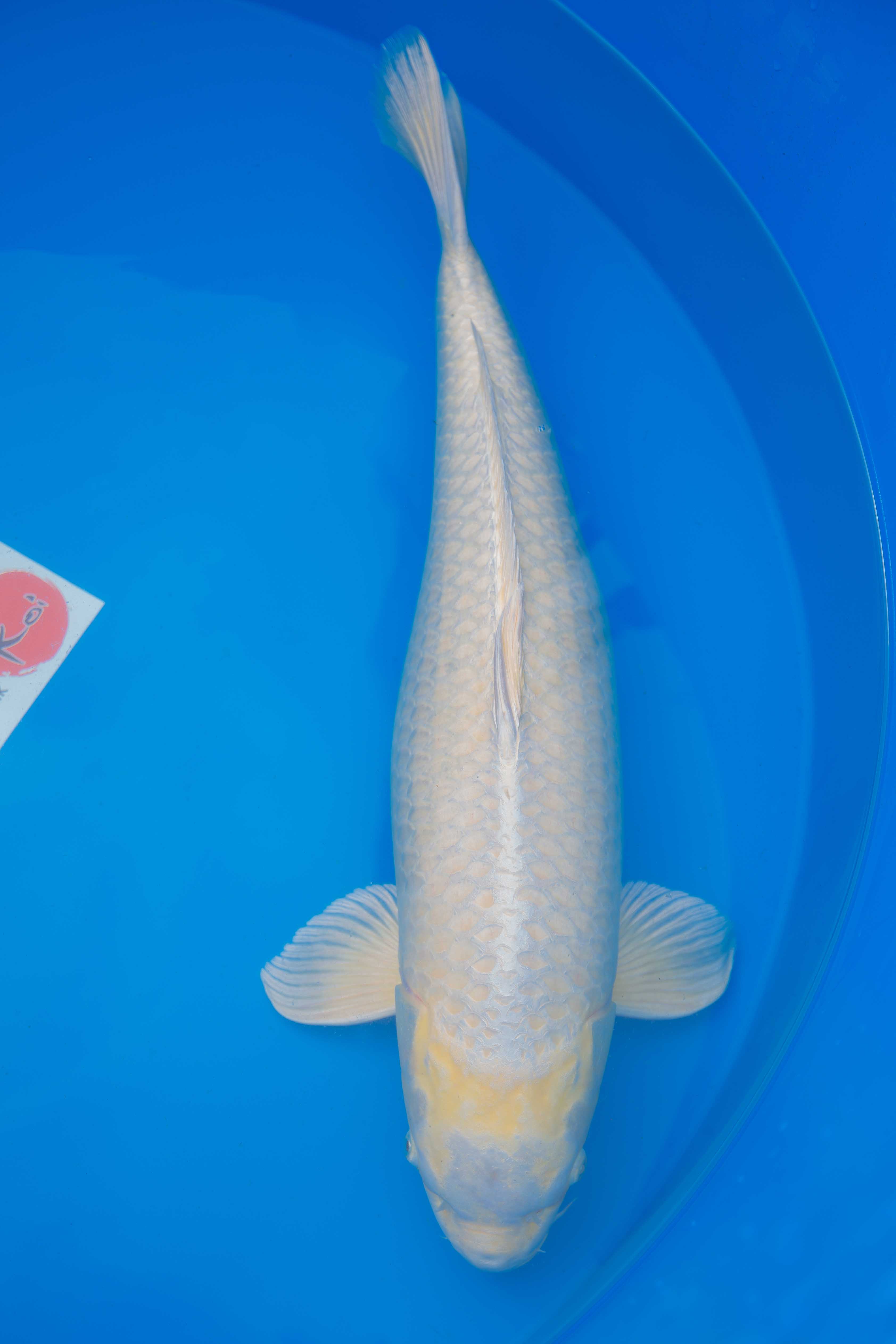 Koi 76cm bis 100cm | Rheinland Koi