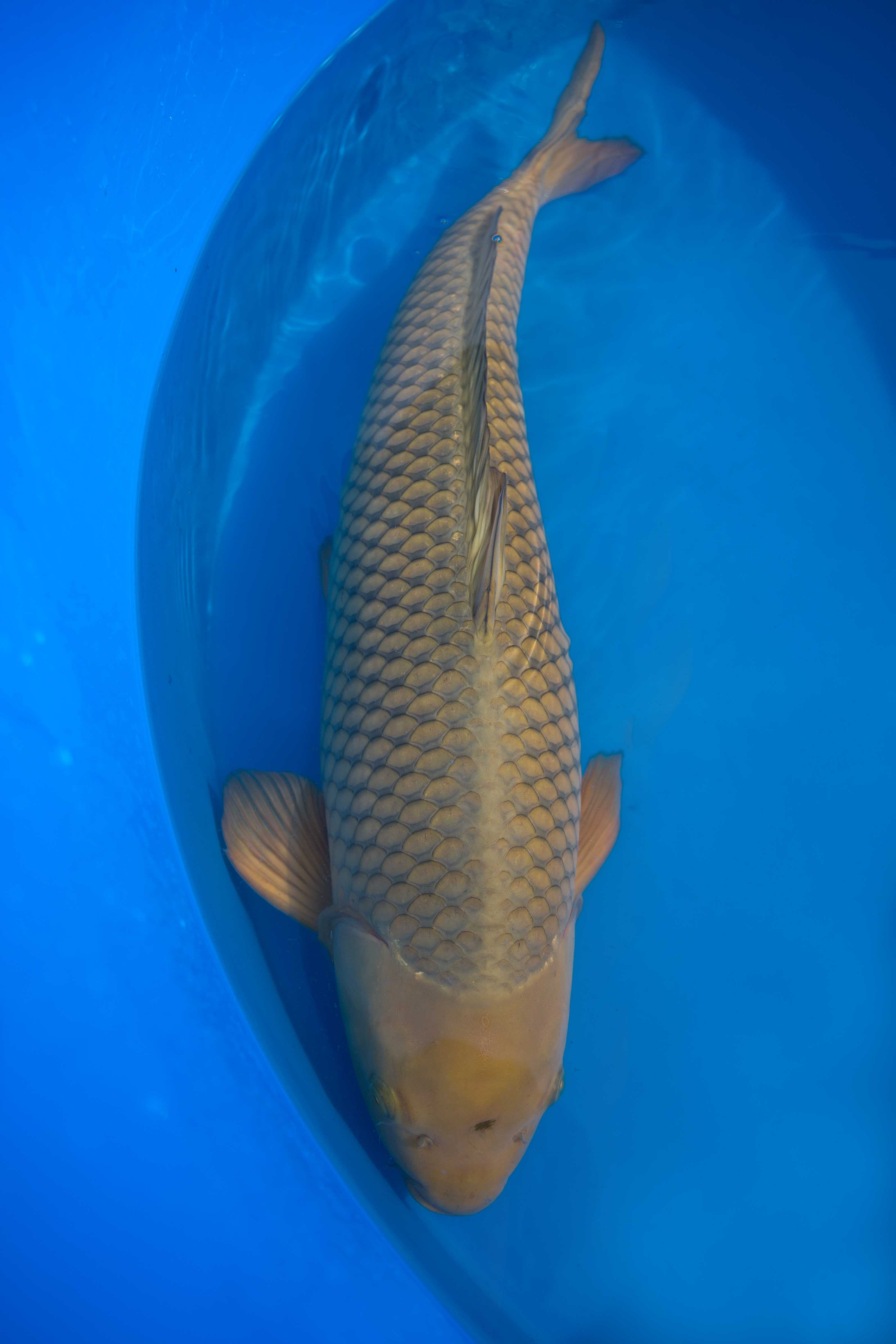 Koi 76cm bis 100cm | Rheinland Koi