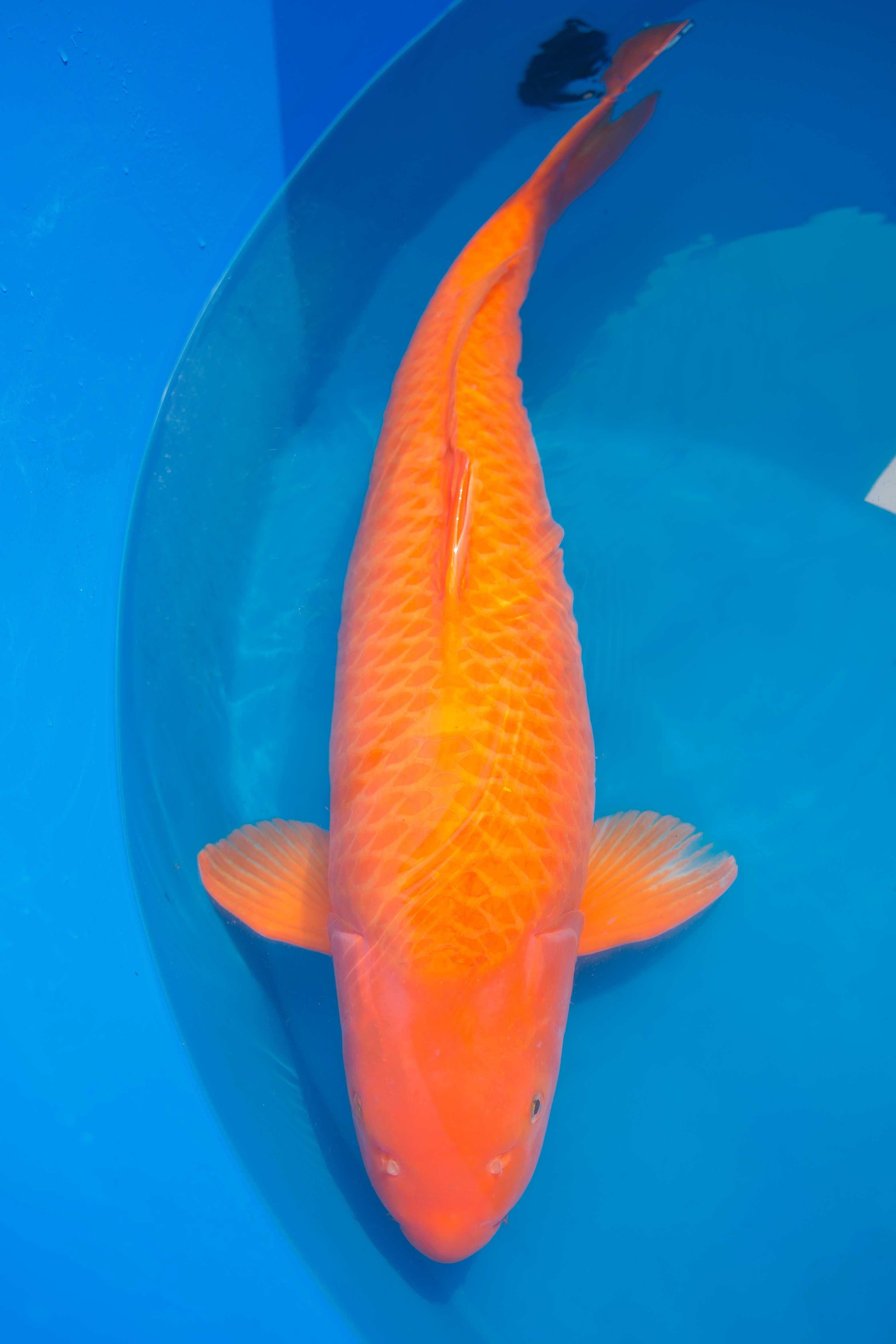 Koi 76cm bis 100cm | Rheinland Koi