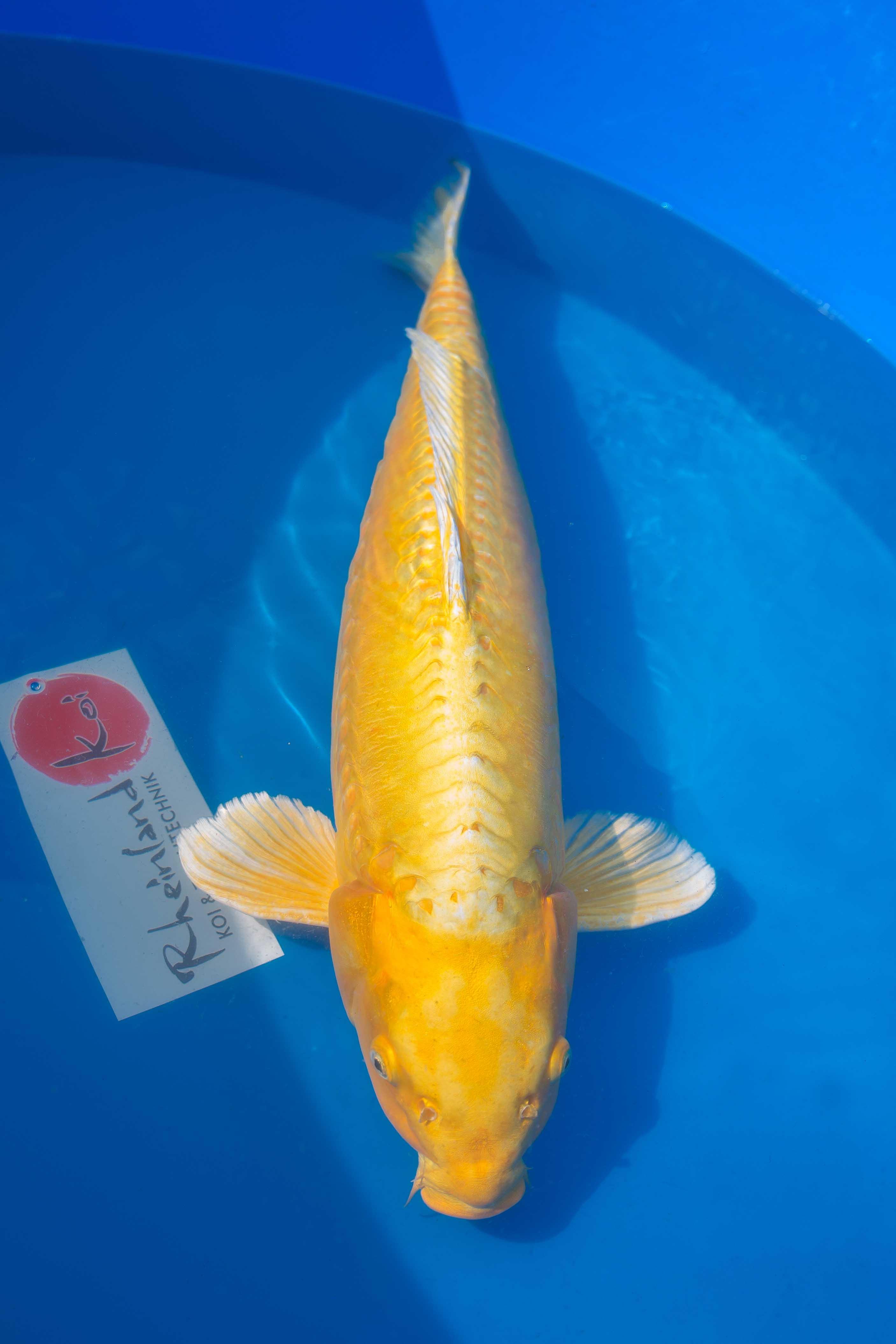 Koi 76cm bis 100cm | Rheinland Koi
