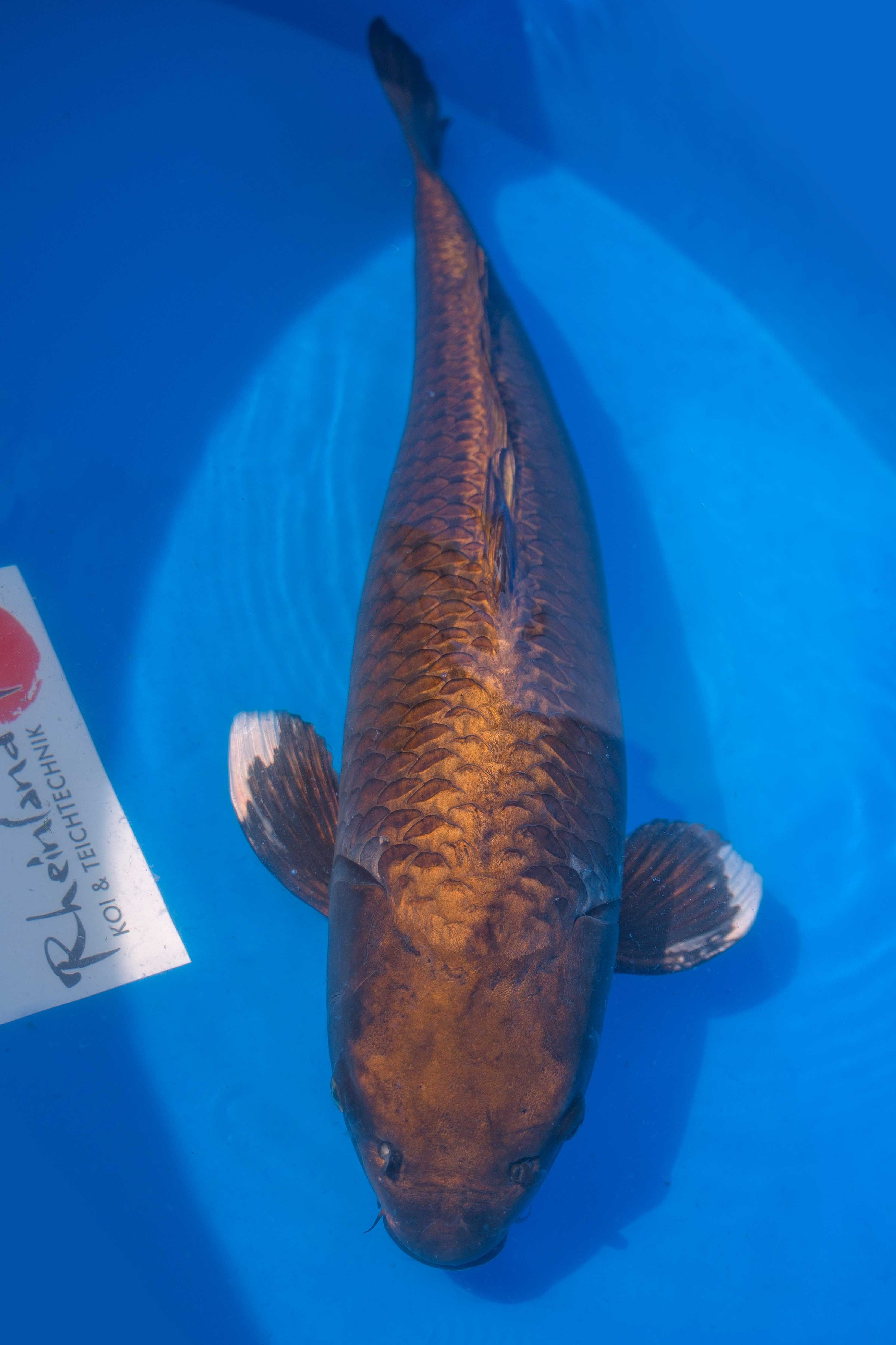 Koi 76cm bis 100cm | Rheinland Koi