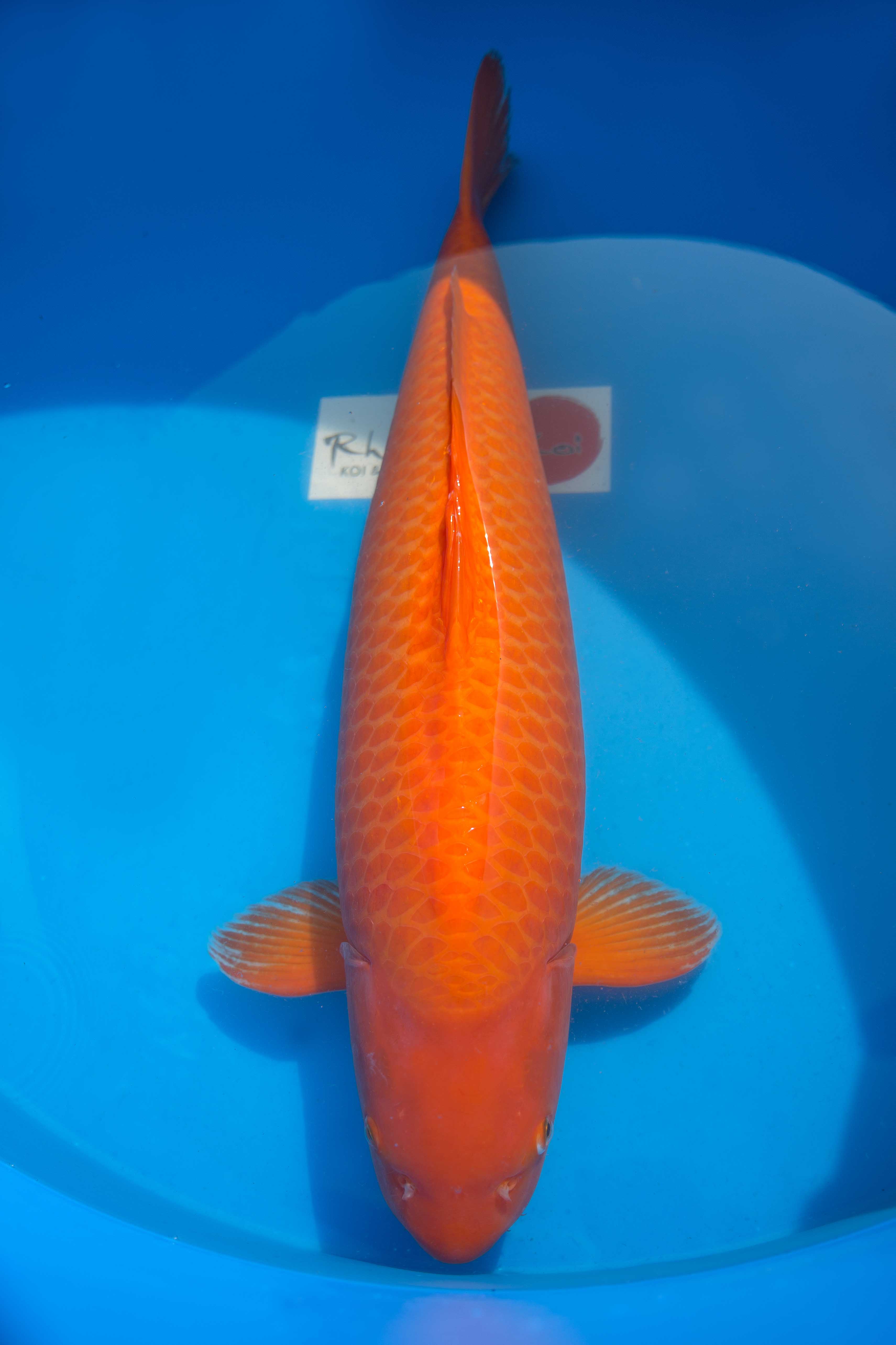Koi 76cm bis 100cm | Rheinland Koi