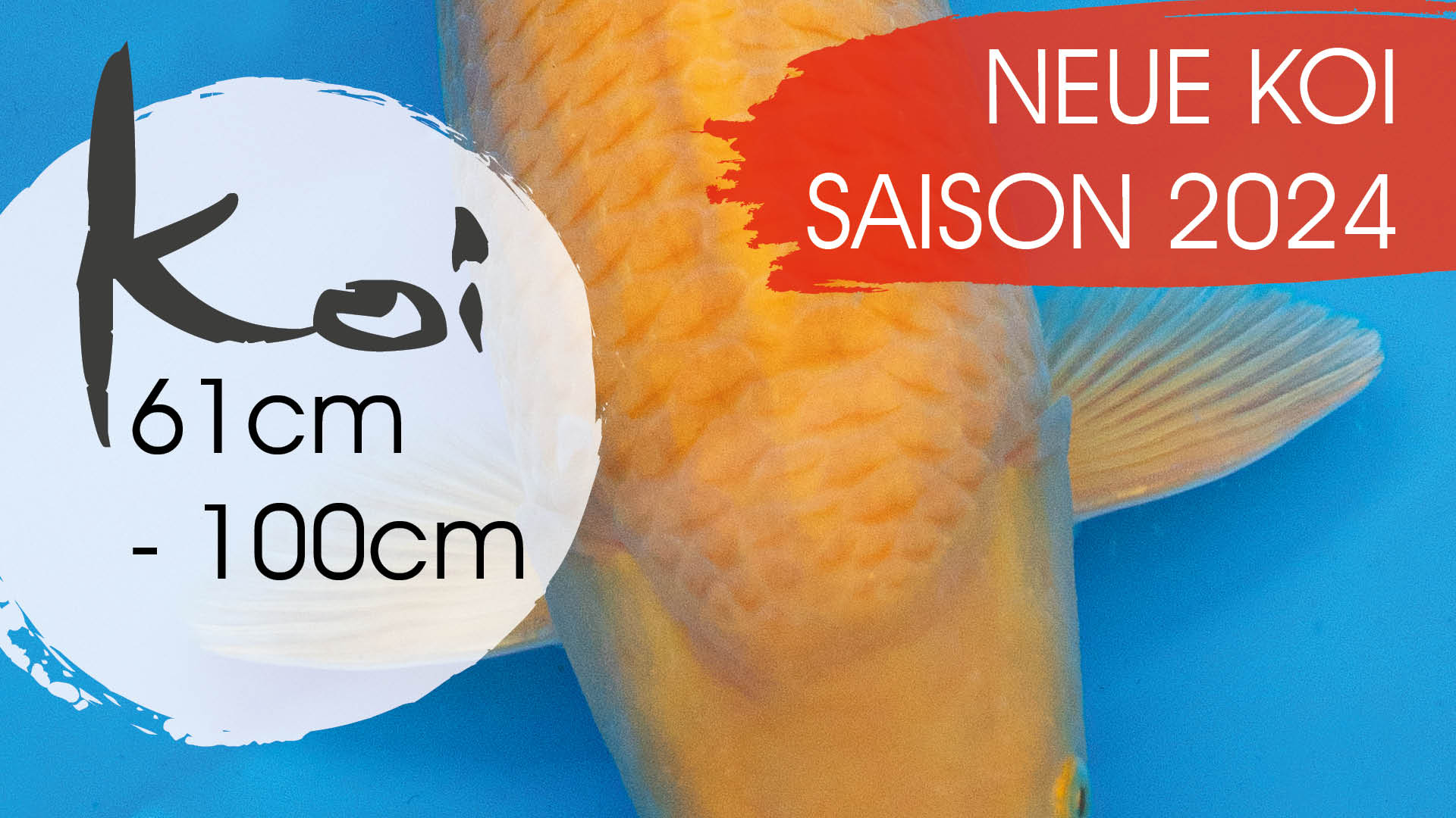 Koi | Rheinland Koi